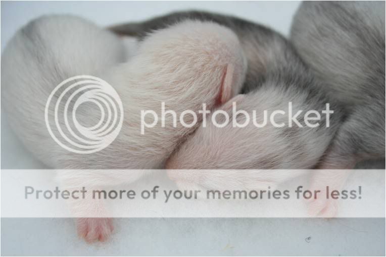 half angora ferret kits, almost 4 weeks now. | Reptile Forums