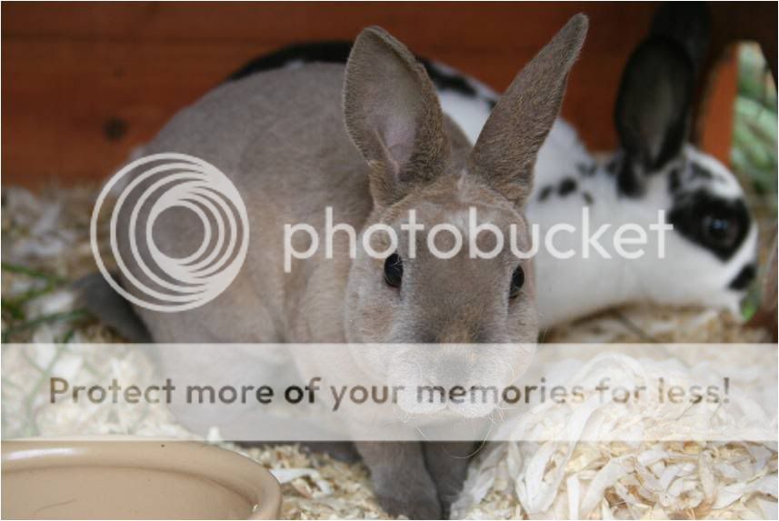 caster and broken caster mini rex rabbits for sale in 4 weeks, includes ...