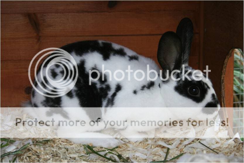 caster and broken caster mini rex rabbits for sale in 4 weeks, includes ...