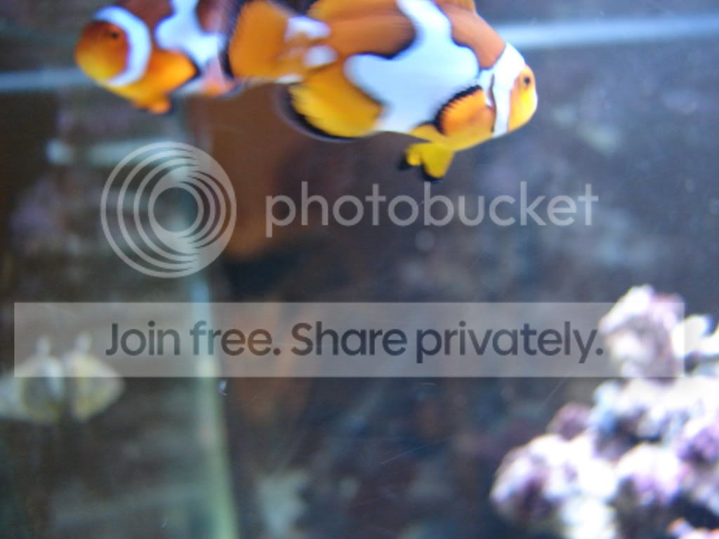 Picasso's and SnowFlakes clownfish club... | Page 2 | Reef2Reef