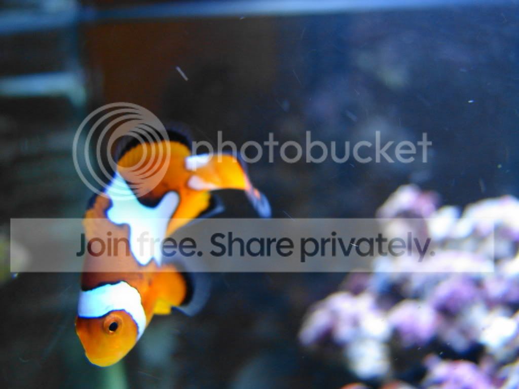 Picasso's and SnowFlakes clownfish club... | Page 2 | Reef2Reef