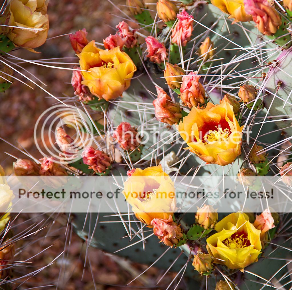 Springtime in the desert! | Smith & Wesson Forum – The Community for S ...