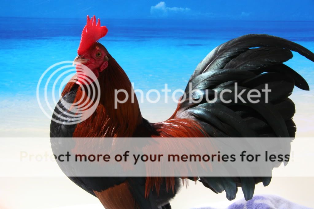 Show of your bantams ... | BackYard Chickens - Learn How to Raise Chickens