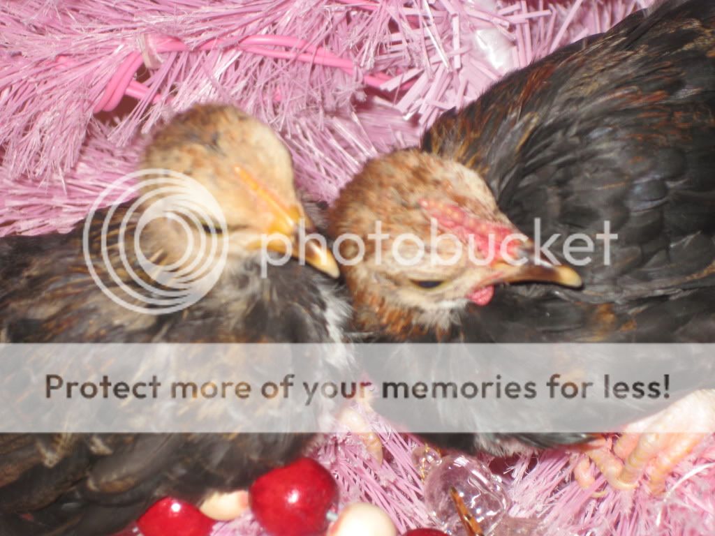 OEGB? Bantam | BackYard Chickens - Learn How to Raise Chickens