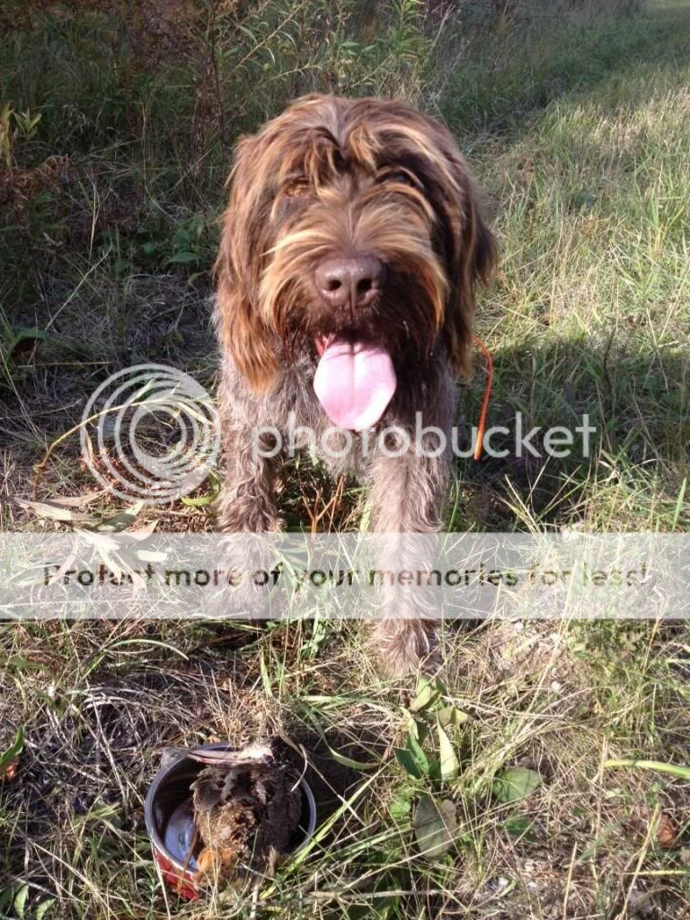 dog thread | Page 7 | Smith & Wesson Forum – The Community for S&W ...