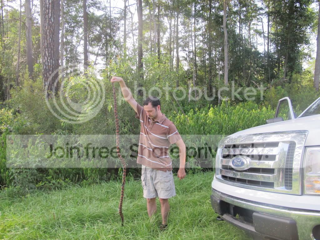 Ever seen a (DOR) Mud Snake this big? - Field Herp Forum