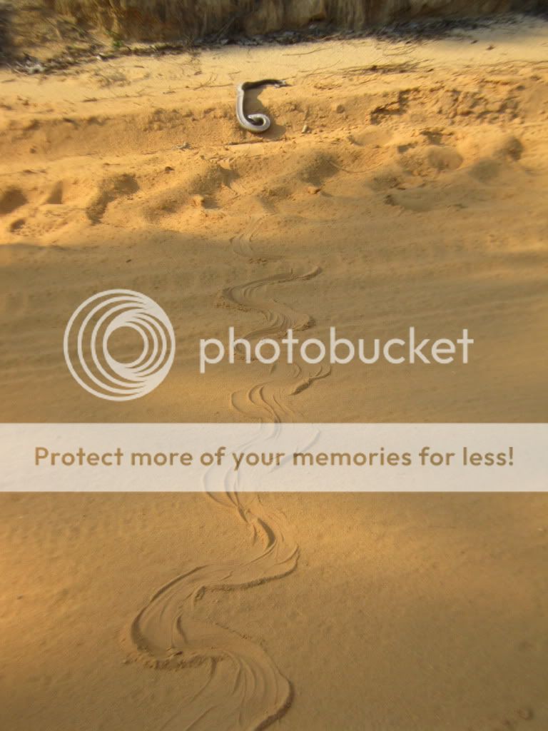 Guess the snake track....Theos? - Field Herp Forum