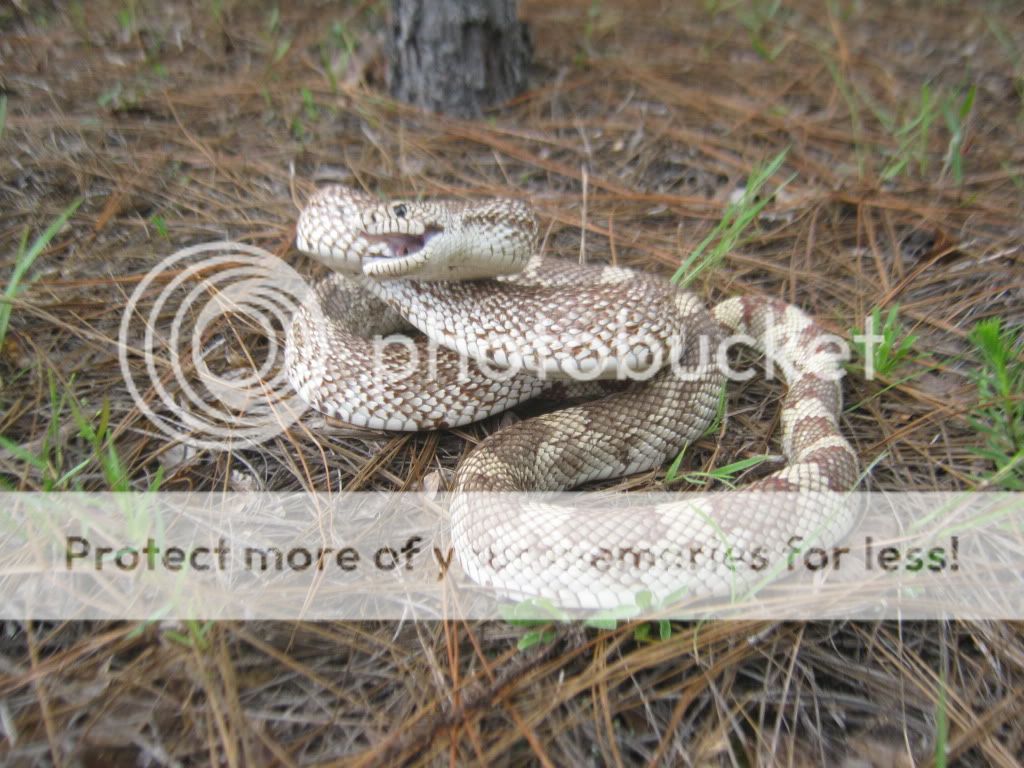 FLORIDA/GEORGIA SNAKE HUNTING, VICARIOUSLY THROUGH THELONIUS - Field ...