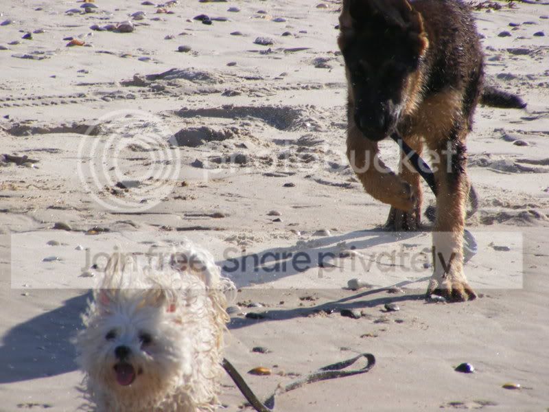 GSD and Maltese | German Shepherds Forum