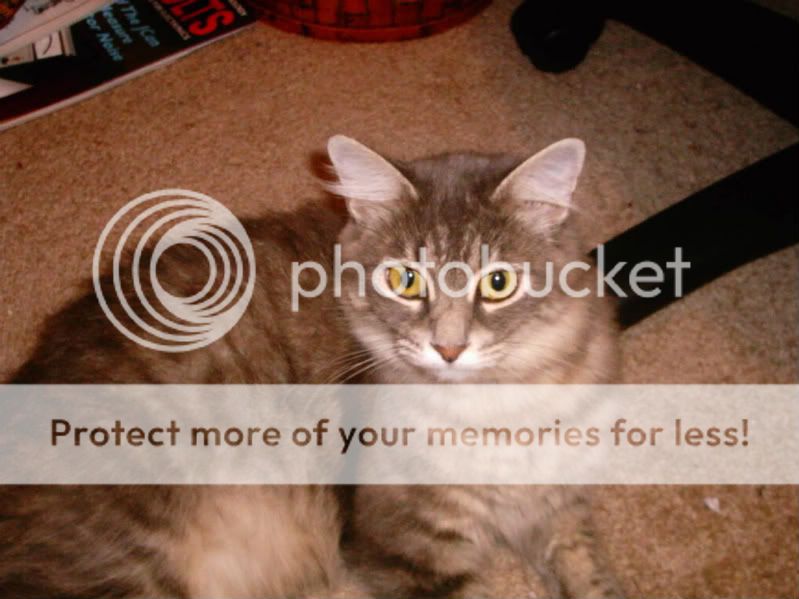 Kitty body types: 'cobby' or chubby?? | Cat Forum